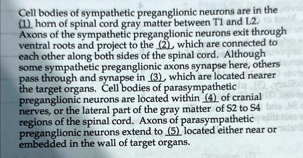 SOLVED: Cell bodies of sympathetic preganglionic neurons are in the ...