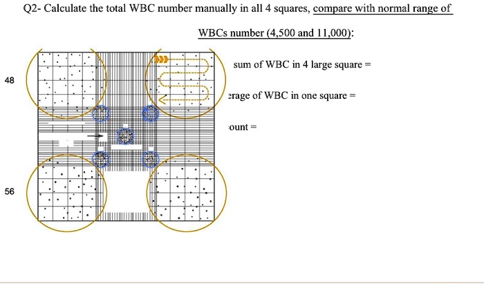 SOLVED: Q2- Calculate the total WBC number manually in all 4 squares compare with normal range ...