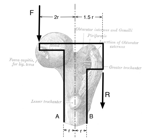 F 2r 1.5 r Head Fovea capitis, for lig. teres Neck Lesser trochanter A ...
