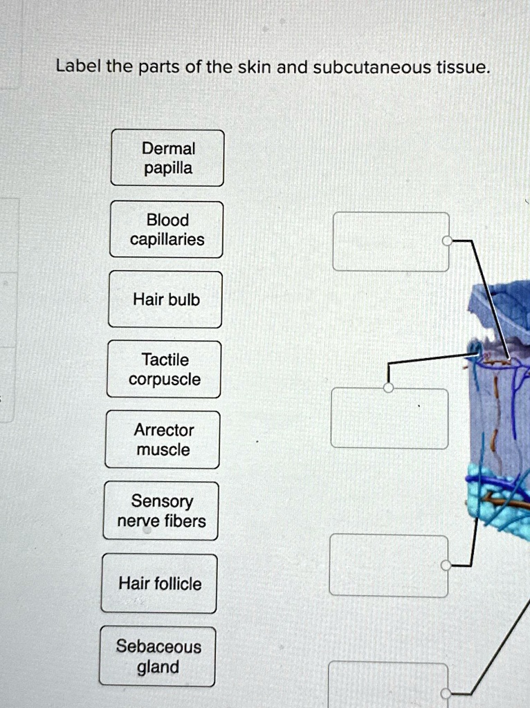 Label the parts of the skin and subcutaneous tissue. Dermal papilla ...