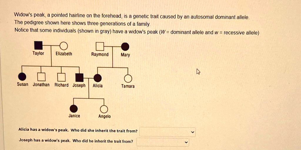 SOLVED: Widow's peak, a pointed hairline on the forehead, is a genetic ...