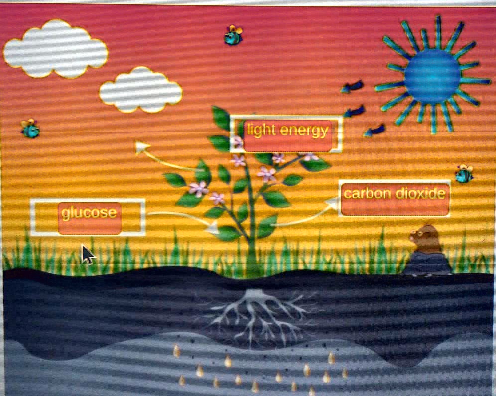 VIDEO solution: Drag each label to the correct location on the image ...