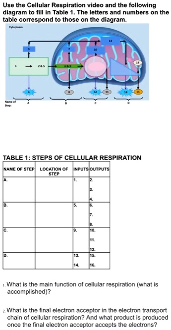 SOLVED: Use the Cellular Respiration video and the following diagram to ...