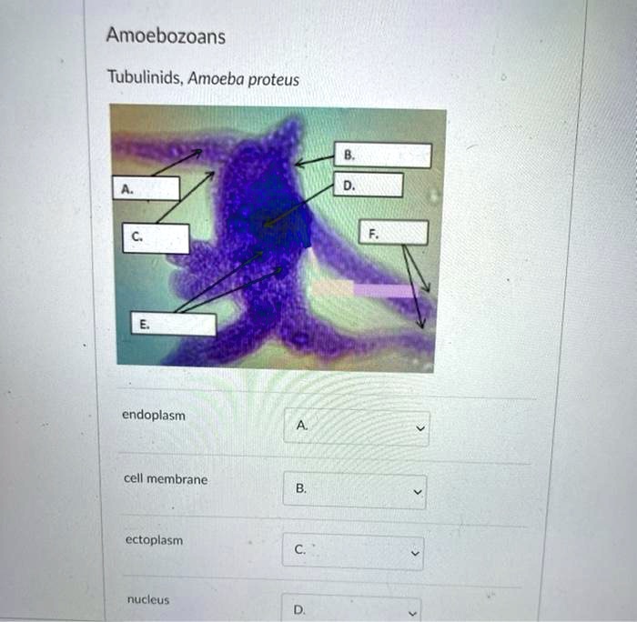 SOLVED: Amoebozoans Tubulinids, Amoeba proteus endoplasm cell membrane ...