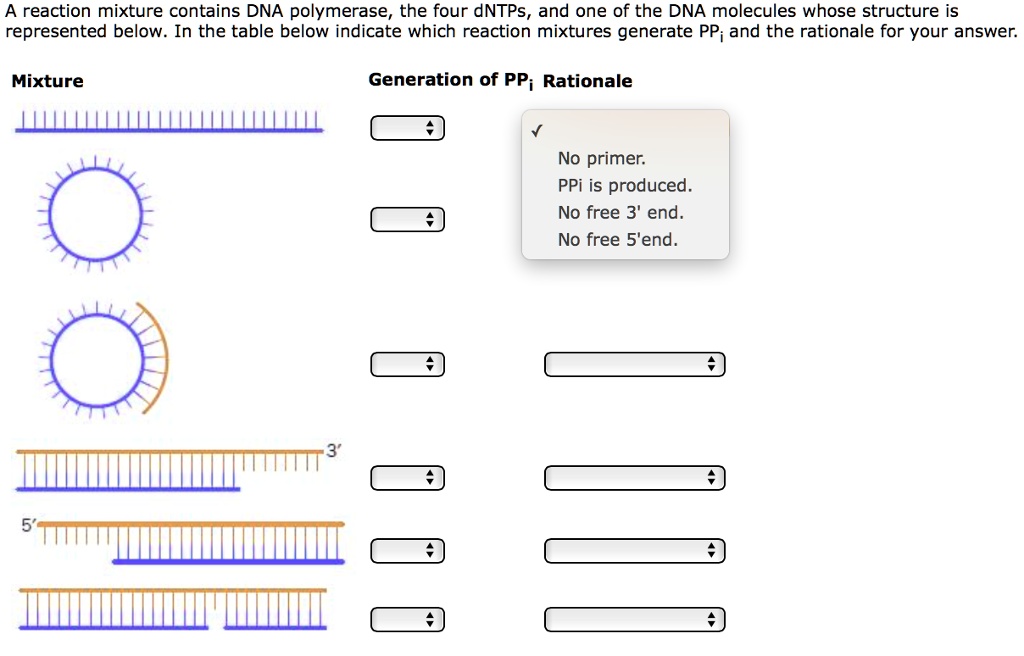 A reaction mixture contains DNA polymerase, the four dNTPs, and one of the DNA molecules whose ...
