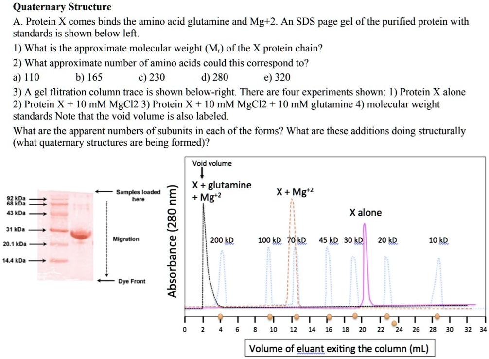 SOLVED: Quaternary Structure Protein X comes binds the amino acid ...
