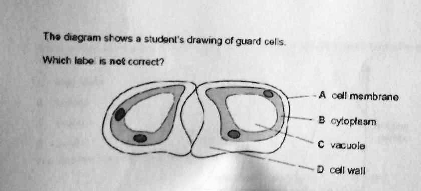 SOLVED: The diagram shows a student's drawing of guard cells. Which ...