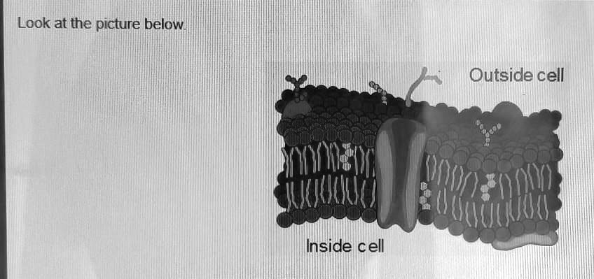 [GET ANSWER] Look at the picture below. Outside cell Inside cell
