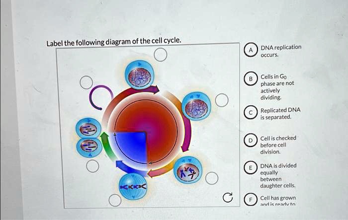 SOLVED: Label the following diagram of the cell cycle: DNA replication occurs: Cells in Go phase ...