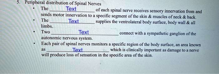 Peripheral distribution of Spinal Nerves: The text of each spinal nerve ...