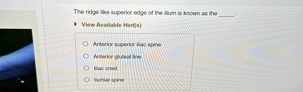 The ridge like superior edge of the ilium is known as the ? View ...