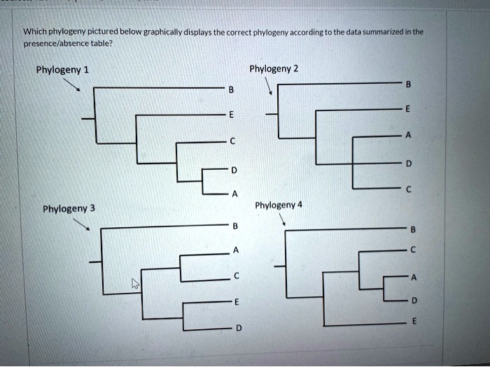 SOLVED: Which phylogeny pictured below graphically displays the correct phylogeny according to ...