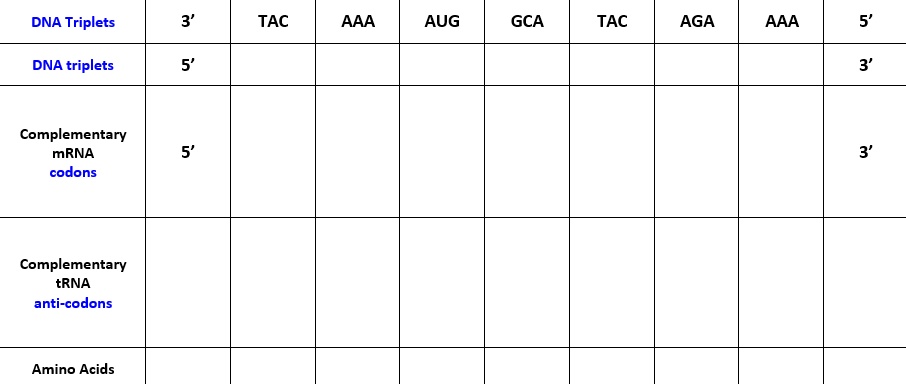 SOLVED: DNA Triplets TAC AAA AUG GCA TAC AGA AAA DNA triplets ...
