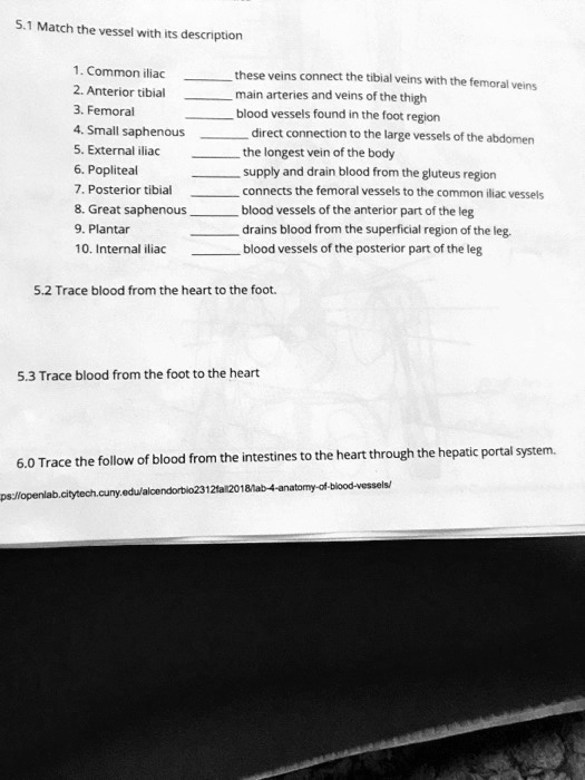 SOLVED: 5.1 Match the vessel with its description: 1. Common iliac: blood vessels found in the ...