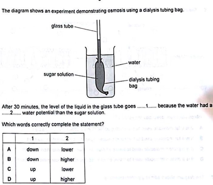 The diagram shows an experiment demonstrating osmosis using a dialysis ...
