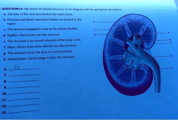 Solved Questions 6 13 Match The Labeled Structure In The Diagram With The Appropriate