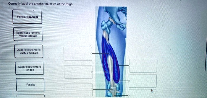 SOLVED: Correctly label the anterior muscles of the thigh. Patellar ...