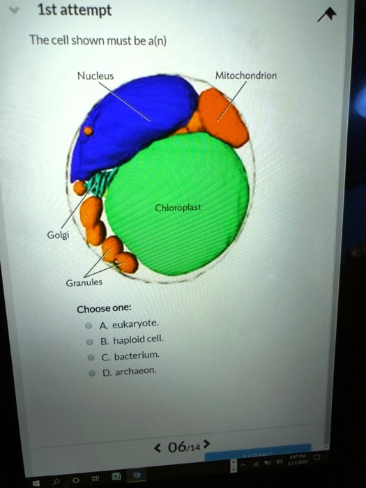 SOLVED: Ist attempt The cell shown must be a(n) Nucleus Mitochondrion ...