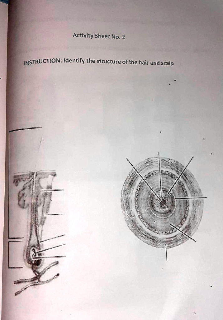 Activity Sheet No. 2 INSTRUCTION: Identify the structure of the hair ...