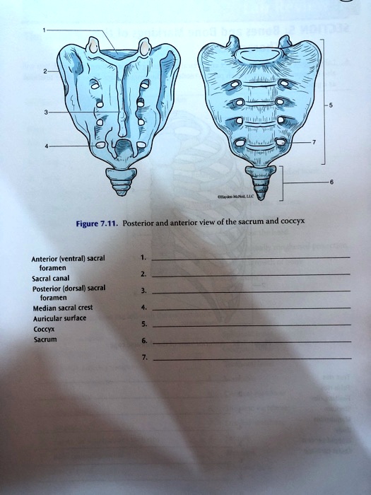 figure 711 posterior and anterior view of the sacrum and coccyx anaerior ventral sacral oramen ...