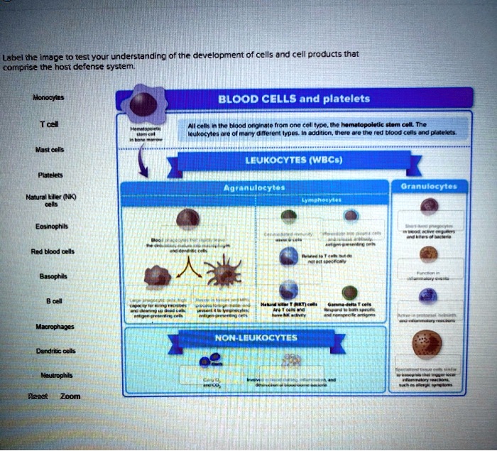 label the image to test your understanding of the development of cells ...