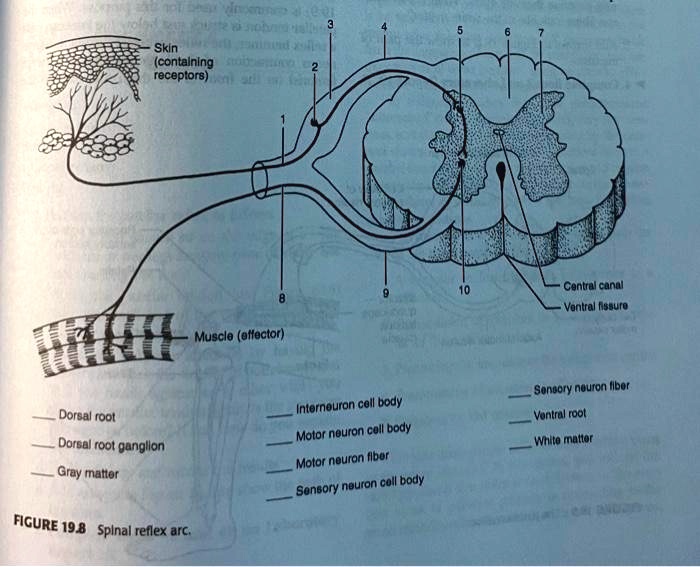 Skin (containing receptors) 2 3 4 5 6 7 8 9 10 Muscle (effector ...