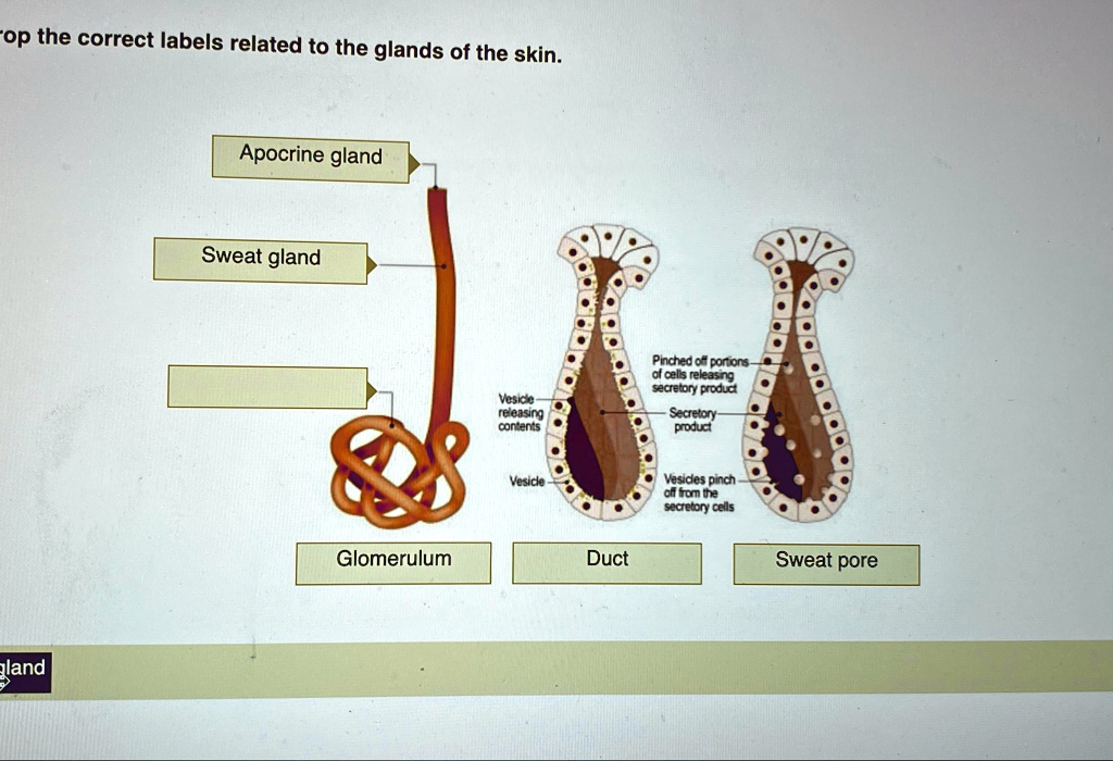 op the correct labels related to the glands of the skin. land Apocrine ...