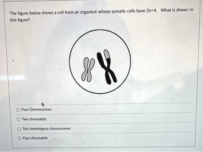 The figure below shows a cell from an organism whose somatic cells have ...
