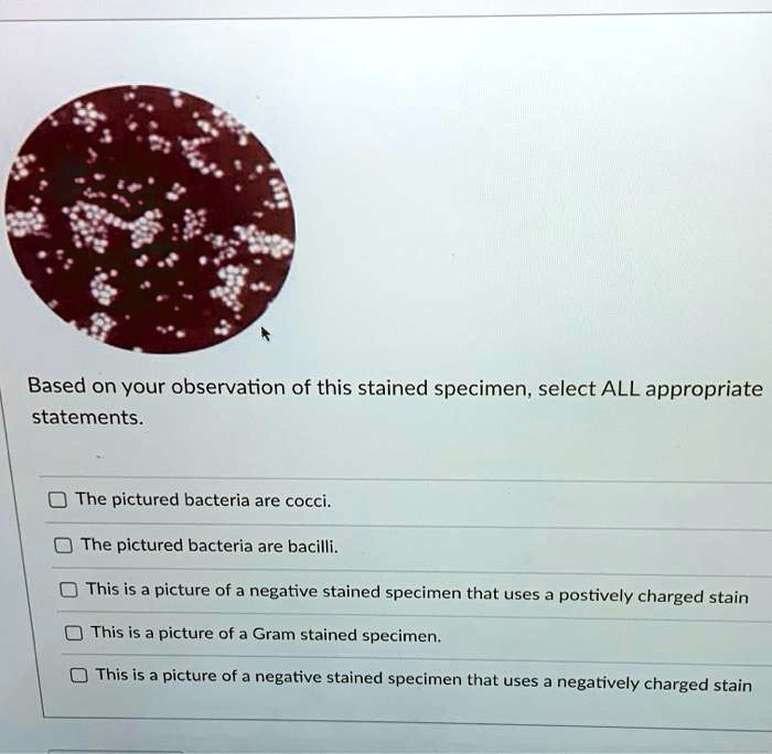 SOLVED: Based on your observation of this stained specimen, select ALL ...