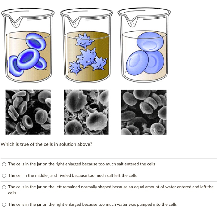 Which is true of the cells in solution above? ? The cells in the jar on ...