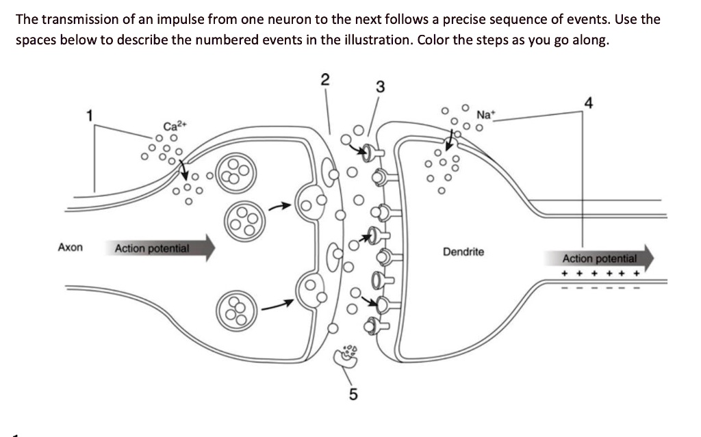 SOLVED: The transmission of an impulse from one neuron to the next follows a precise seguence of ...