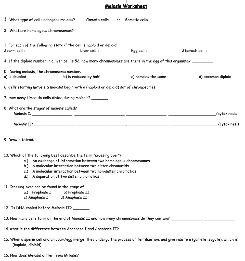 SOLVED: Meiosis Worksheet What type of cell undergoes meiosis? Gamete ...