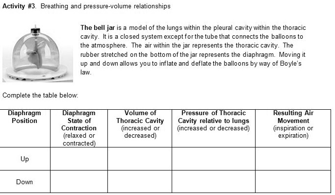 SOLVED: Activity #3: Breathing and Pressure-Volume Relationships The ...