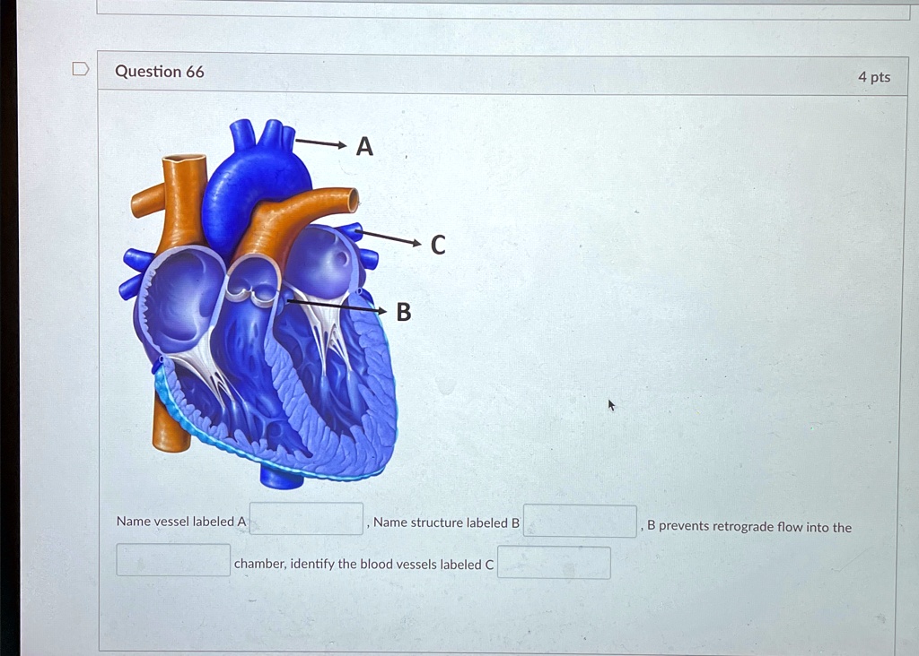 question 66 name vessel labeled a a b c name structure labeled b b prevents retrograde flow into ...