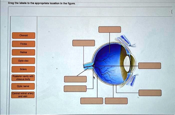 Drag the labels to the appropriate location in the figure. Choroid ...