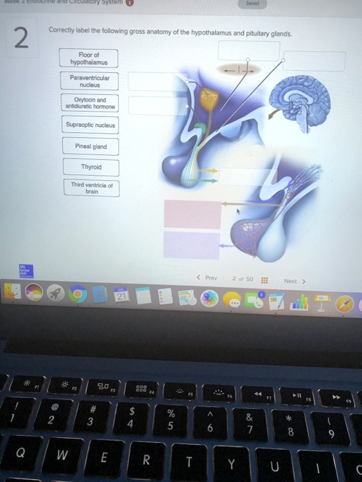 SOLVED: Correctly label the following gross anatomy of the hypothalamus and pituitary glands: 1 ...