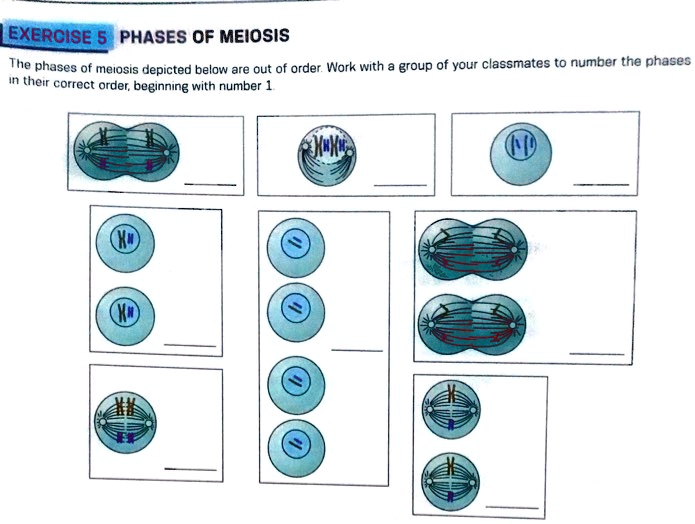 SOLVED: Exercise 5: Phases of Meiosis The phases of meiosis depicted below are out of order ...