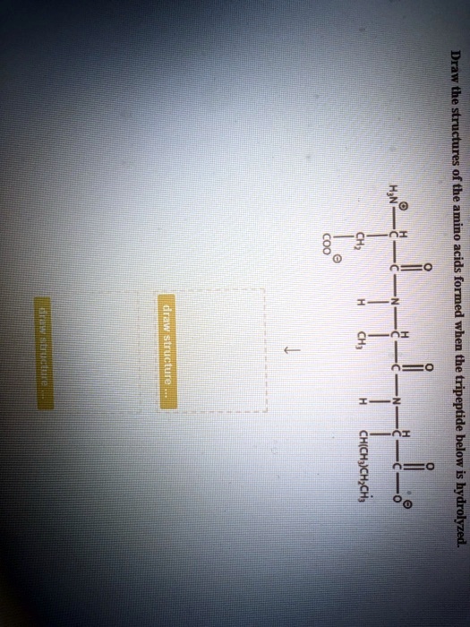 SOLVED: Draw 8 structures ofthe amino acids formed when the tripeptide ...