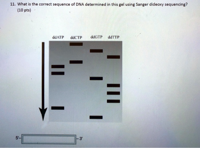 11. What is the correct sequence of DNA determined in this gel using ...