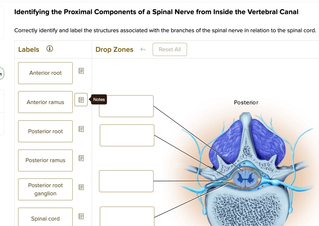 SOLVED: Identifying the Proximal Components of a Spinal Nerve from ...