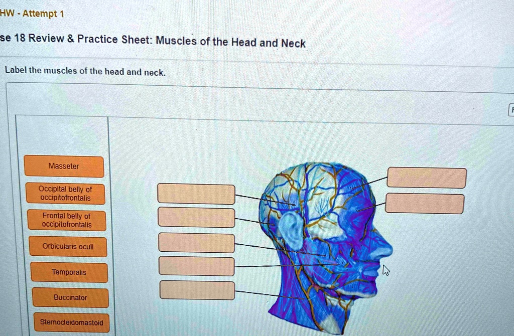 HW - Attempt 1 se 18 Review Practice Sheet: Muscles of the Head and ...