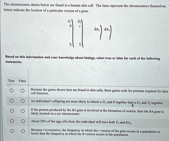 The chromosomes drawn below are found in a human skin cell. The lines ...