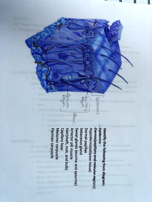 SOLVED: Reticular Epidermis Pacinian corpuscle Meissner corpuscle ...