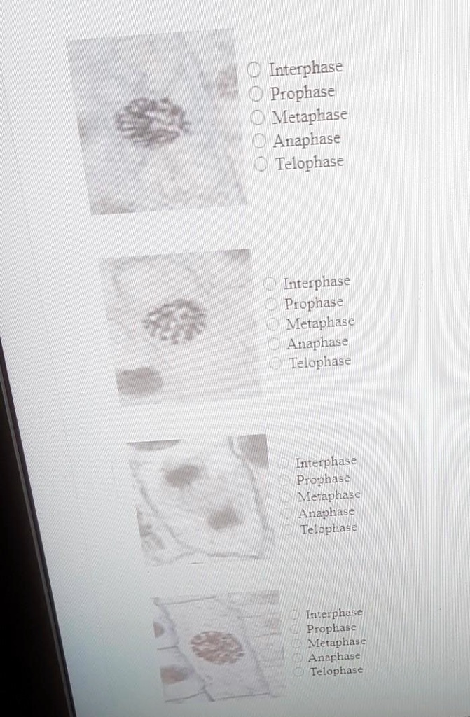 SOLVED: Interphase Prophase Metaphase Anaphase Telophase Interphase ...