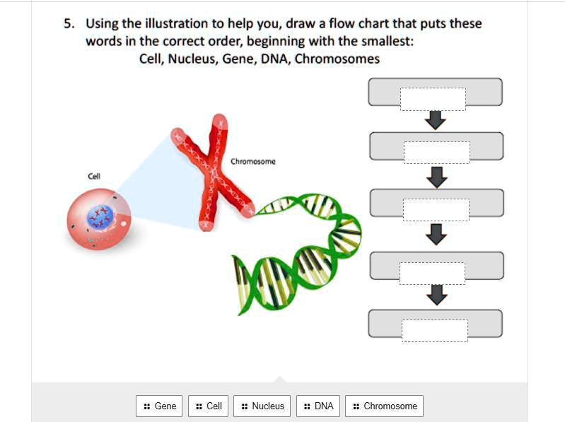 SOLVED: Using the illustration to help you, draw a flow chart that puts these words in the ...