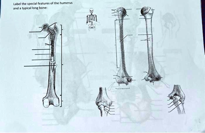 SOLVED: Texts: Label the special features of the humerus and a typical ...