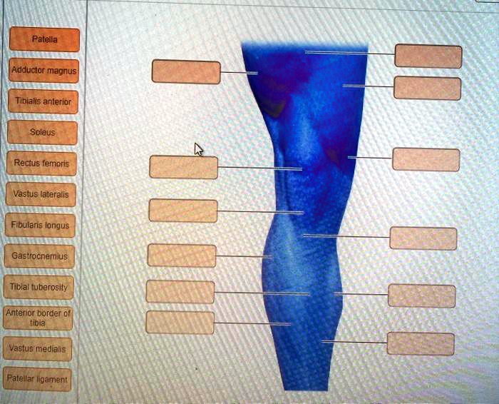 Patella Adductor magnus Tibialis anterior Soleus Rectus femoris Vastus ...