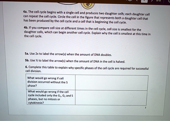 SOLVED: 4a. The cell cycle begins with single cell and produces two ...