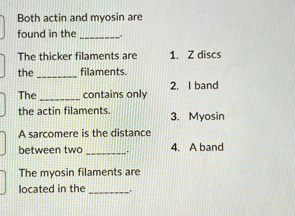 Both actin and myosin are found in the . The thicker filaments are the ...