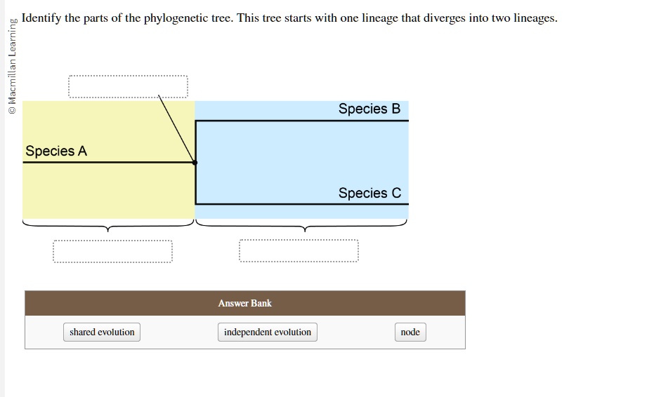 Macmillan Learning Identify the parts of the phylogenetic tree. This ...